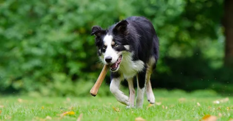 イディオム「Throw Someone a Bone」の意味とその語源とは